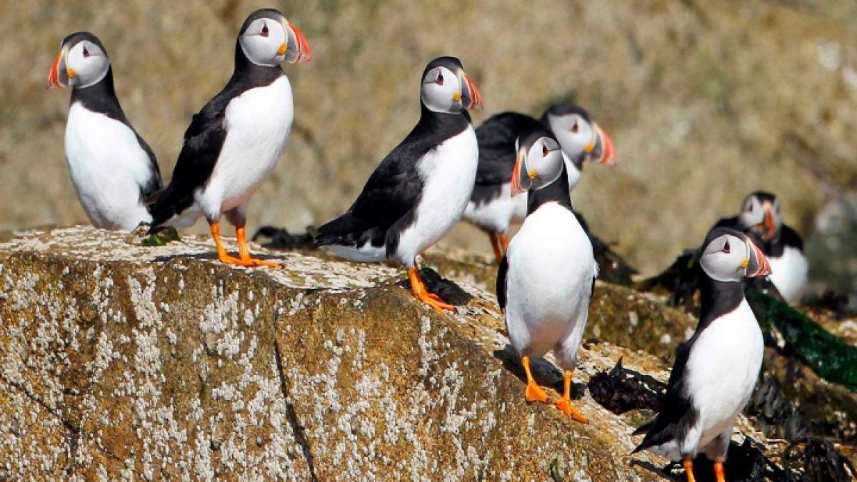 L’archipel des 7 Iles | Office de Tourisme de la Côte de Granit Rose