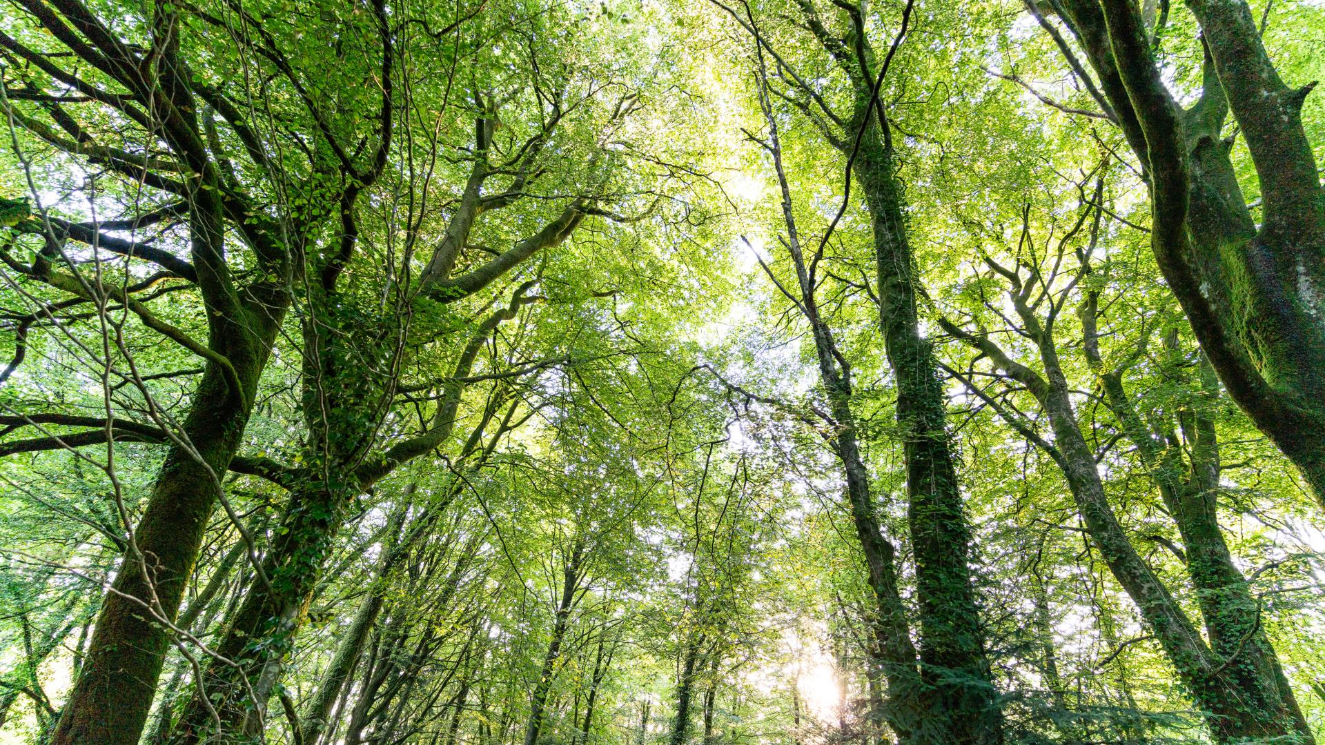 Voyager vert en famille ! De la forêt à la vallée | Office de Tourisme ...